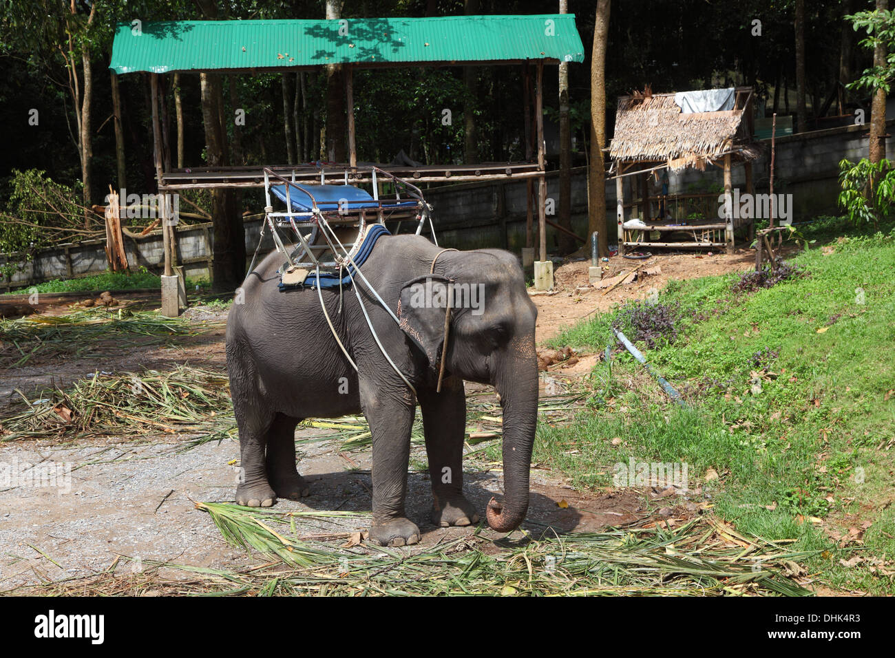 Trained elephant hi-res stock photography and images - Alamy