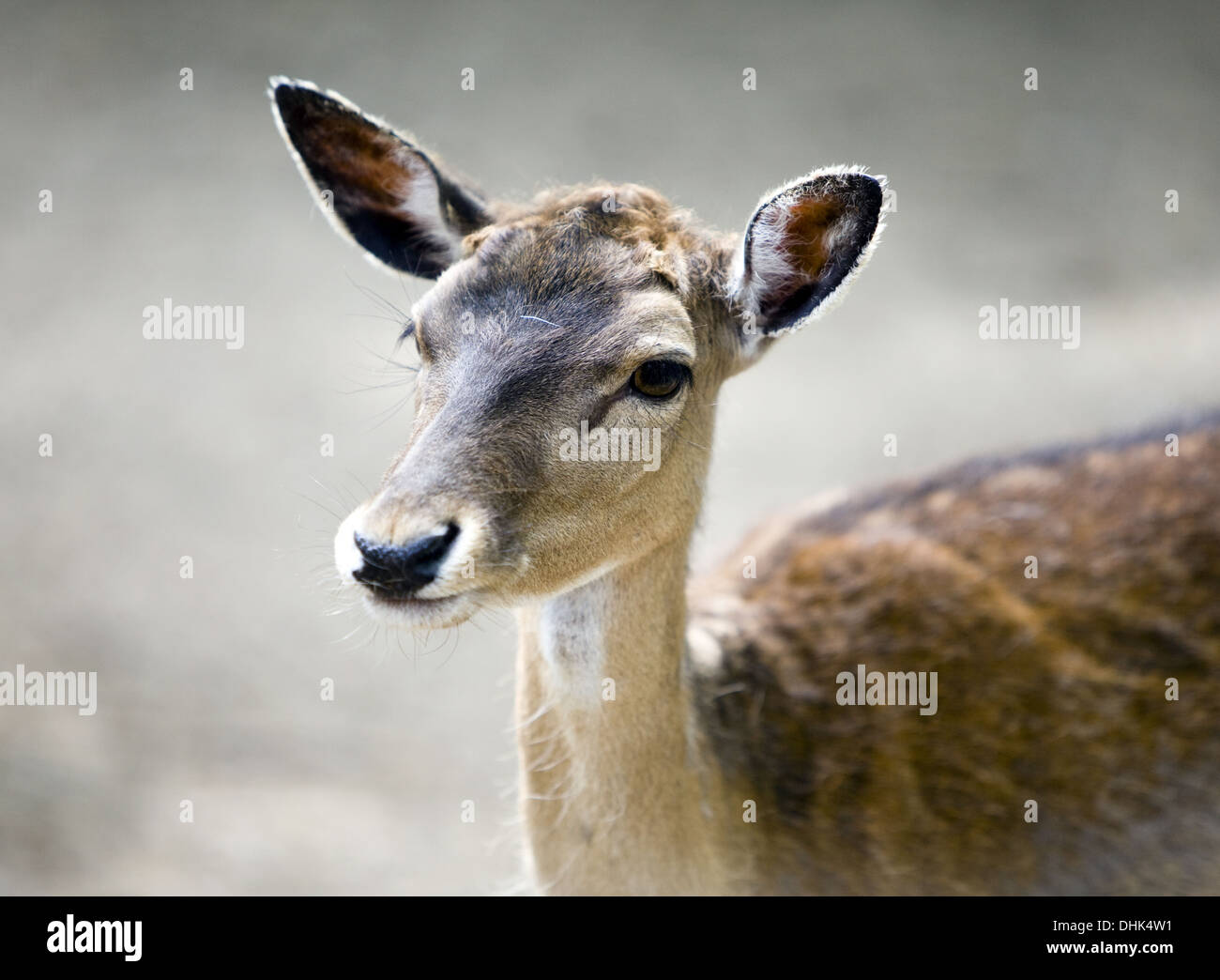 Reindeer fawn hi-res stock photography and images - Alamy