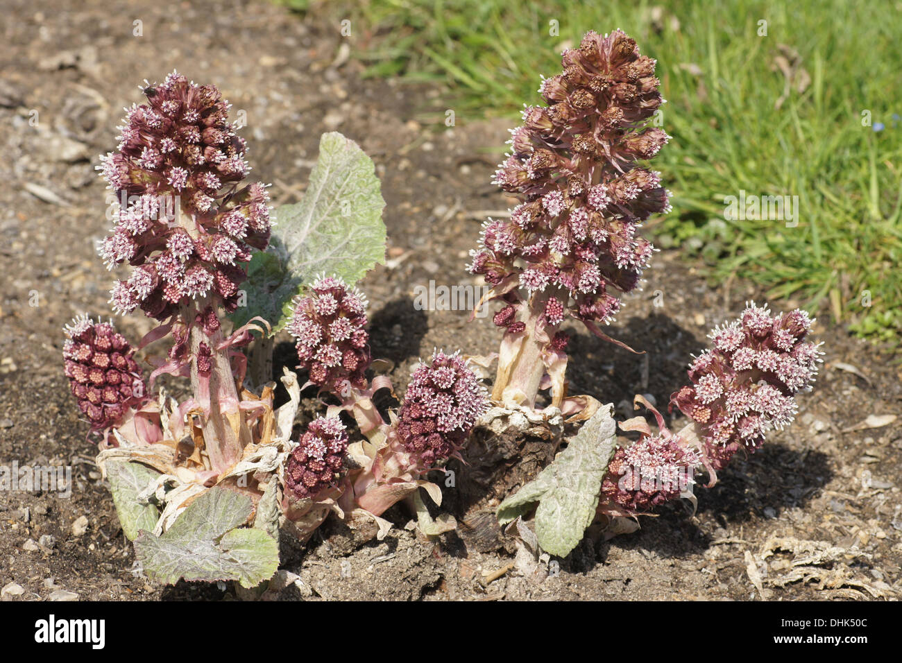 Butterbur plants hi-res stock photography and images - Alamy