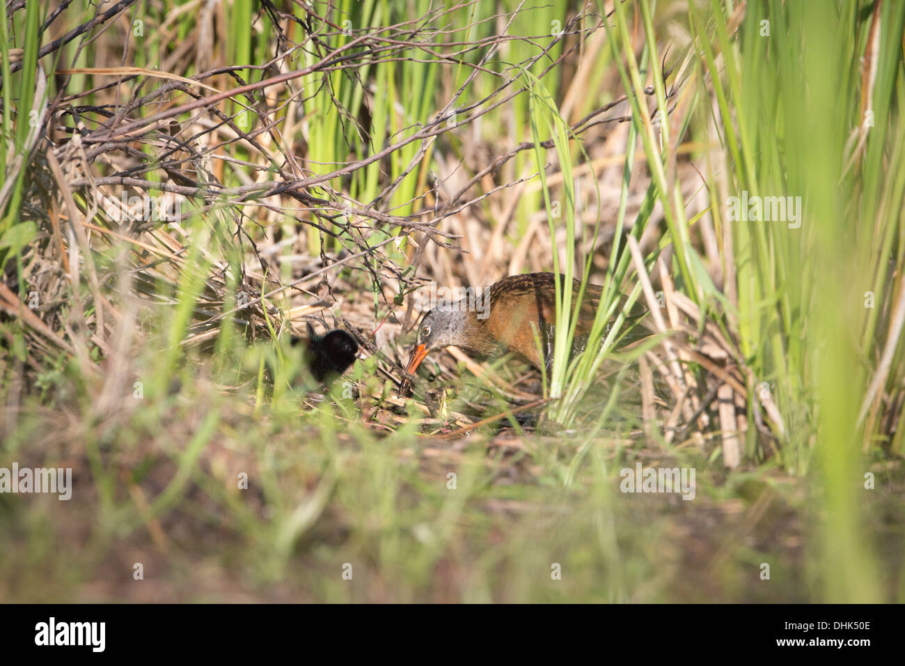 Virginia rail feeding chick Stock Photo - Alamy