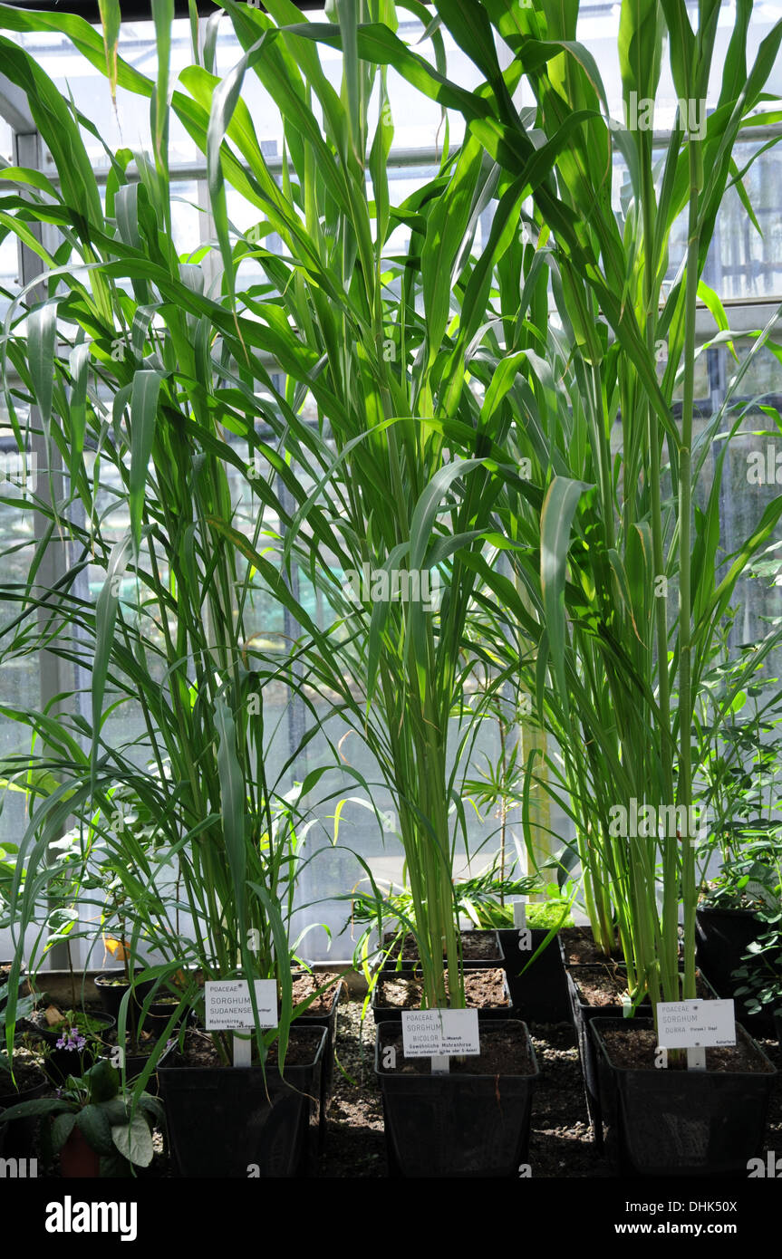 Millets plants hi-res stock photography and images - Alamy