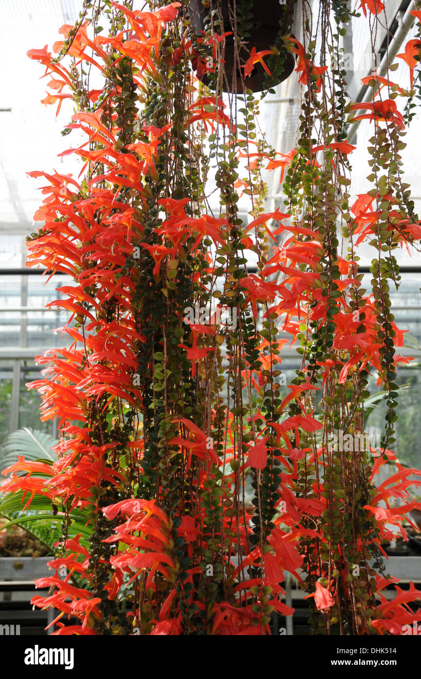 Columnea hi-res stock photography and images - Alamy