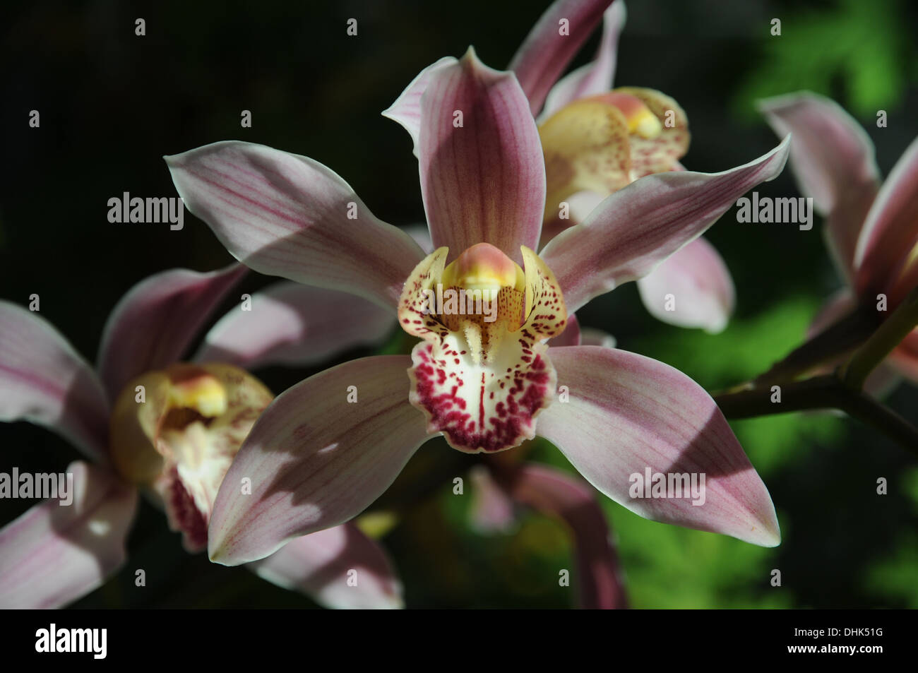 Cymbidium Stock Photos & Cymbidium Stock Images - Alamy