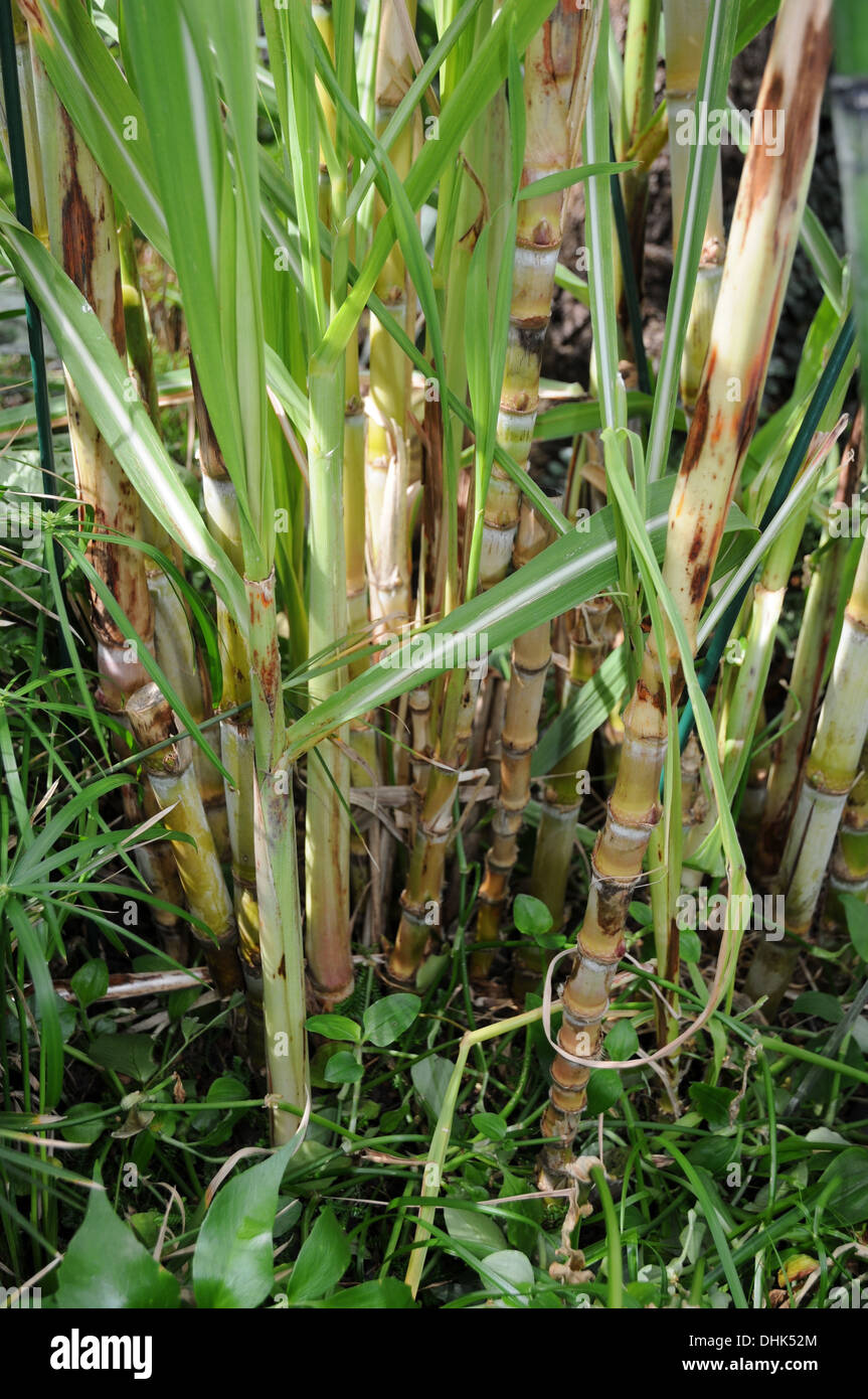 Sugarcane High Resolution Stock Photography and Images - Alamy