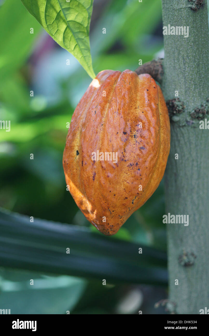 Cacao trees hi-res stock photography and images - Alamy