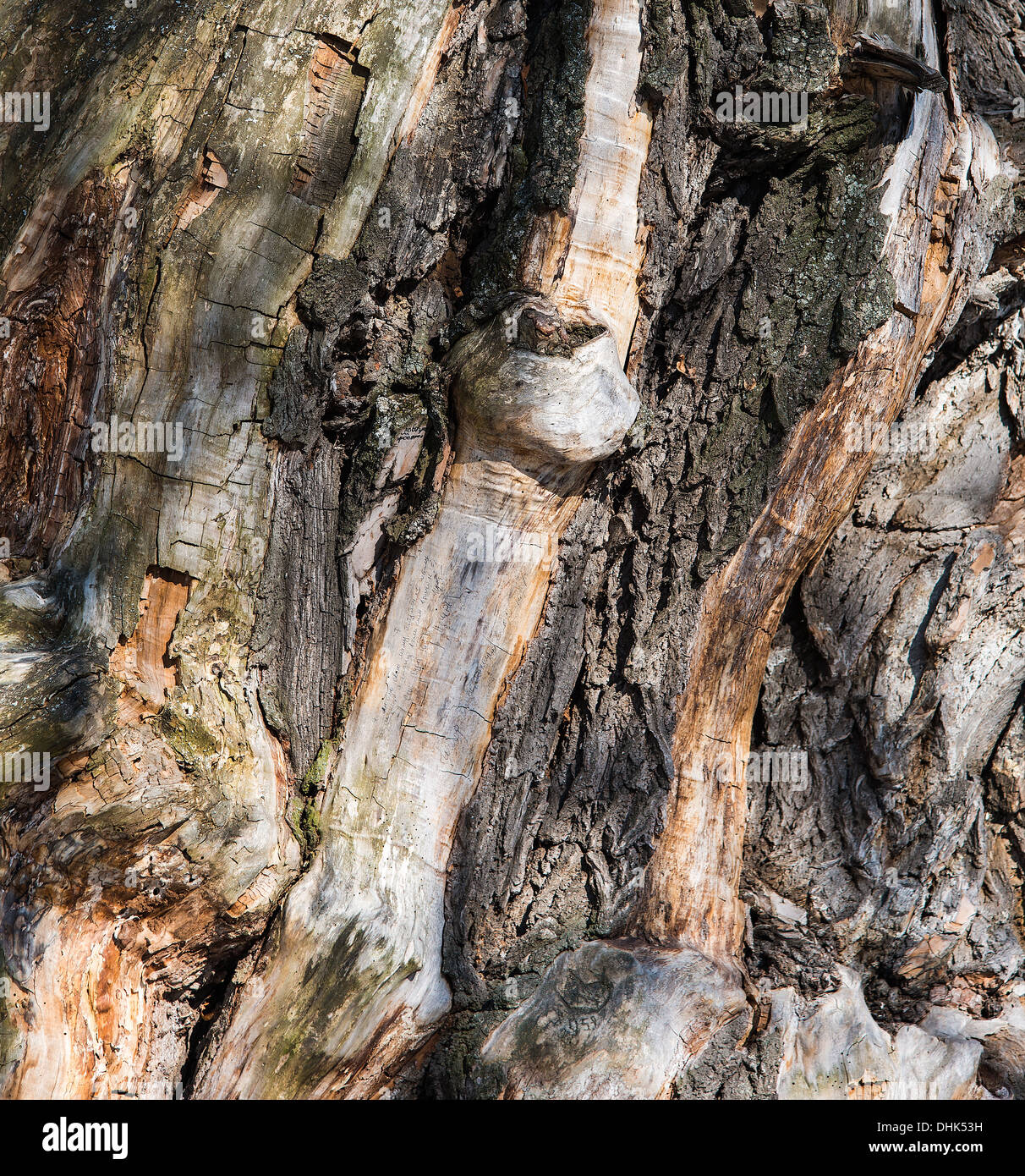 Gnarled pine branch hi-res stock photography and images - Alamy