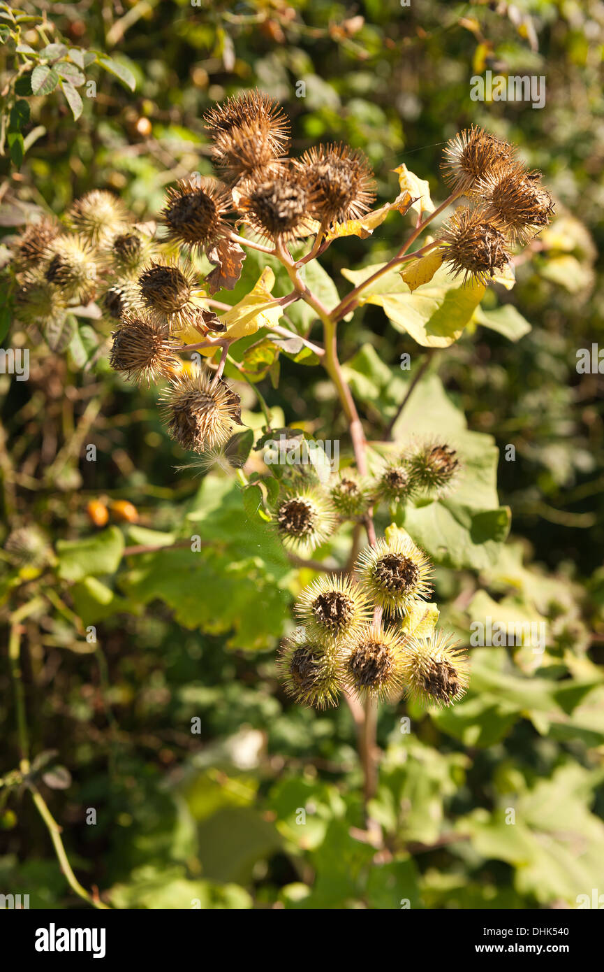 Hooked seeds hi-res stock photography and images - Alamy