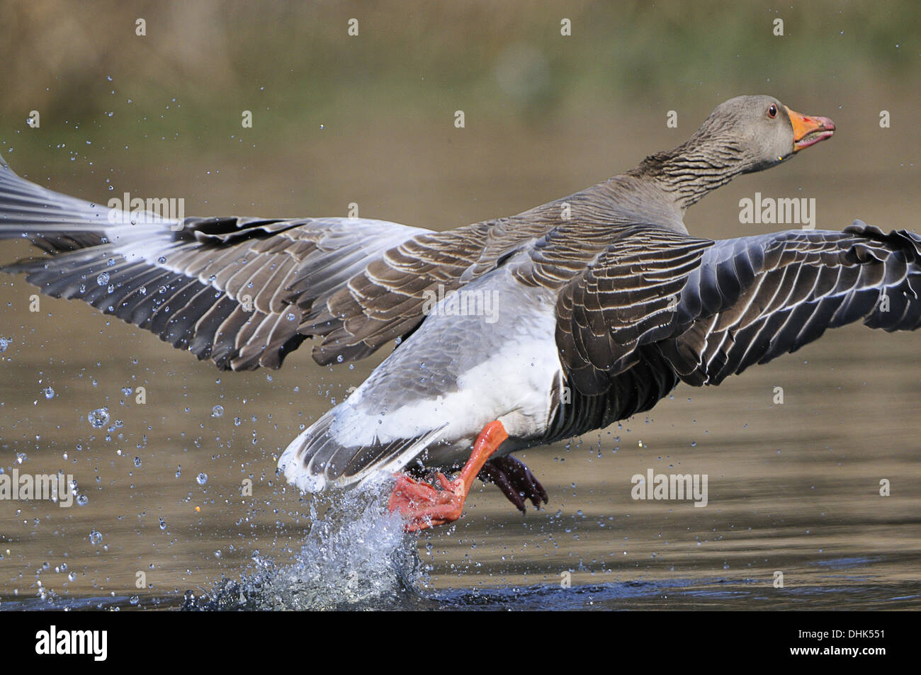 Geese goose takeoff start hi-res stock photography and images - Alamy