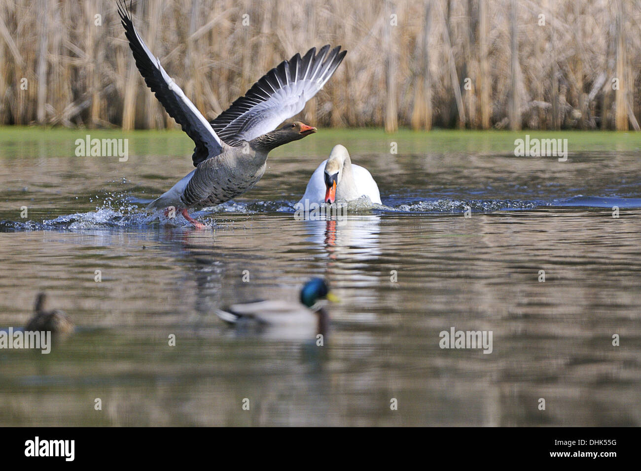 Power struggle hi-res stock photography and images - Alamy