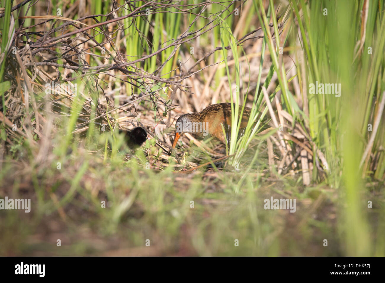 Rail hatchling hi-res stock photography and images - Alamy