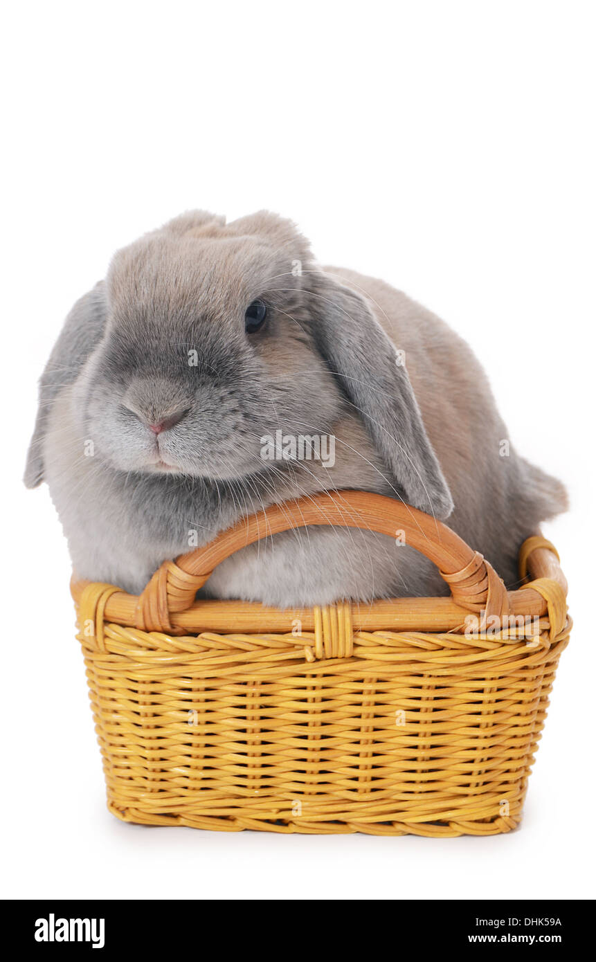 White rabbit in basket hi-res stock photography and images - Alamy