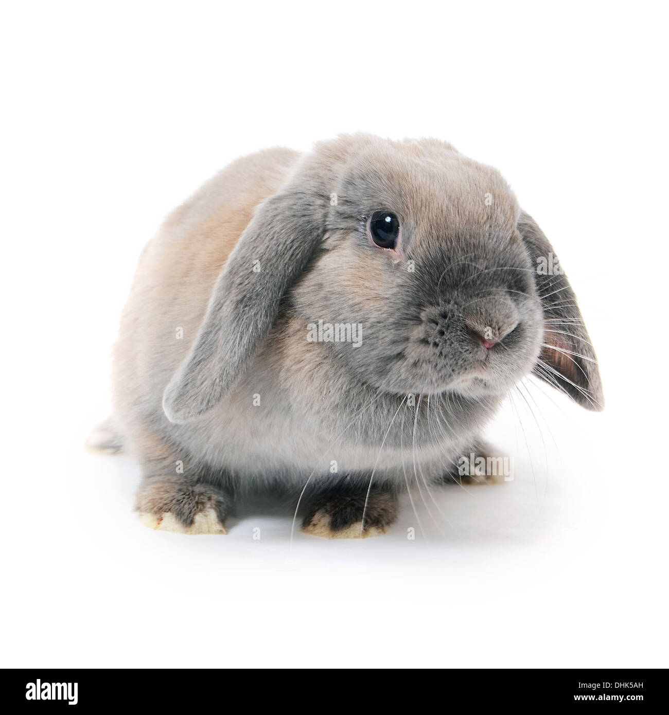 Grey rabbit isolated on white background Stock Photo - Alamy