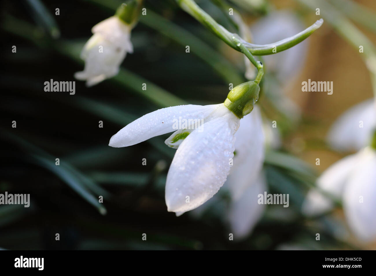 Snowdrop plant onion hi-res stock photography and images - Alamy