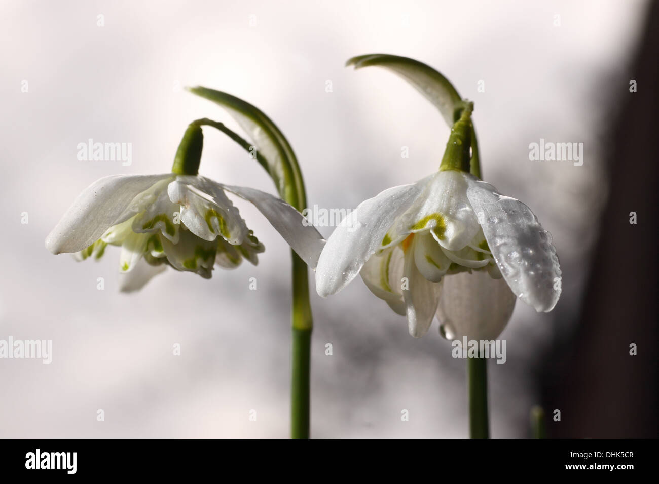 Snowdrop plant onion hi-res stock photography and images - Alamy