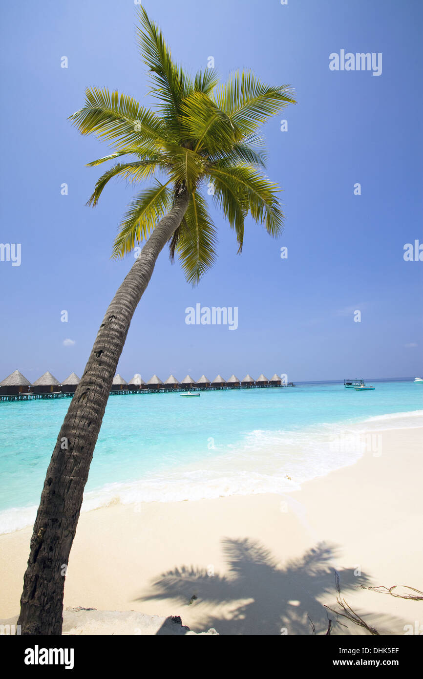 Palm tree bent above waters of ocean Stock Photo - Alamy