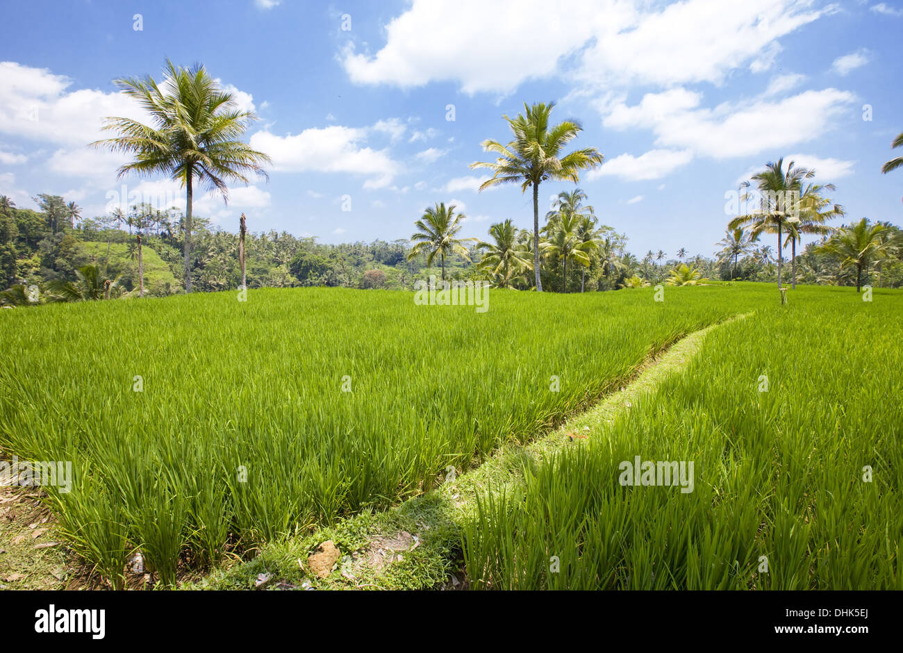 rice terraces, Bali, Indonesia Stock Photo - Alamy