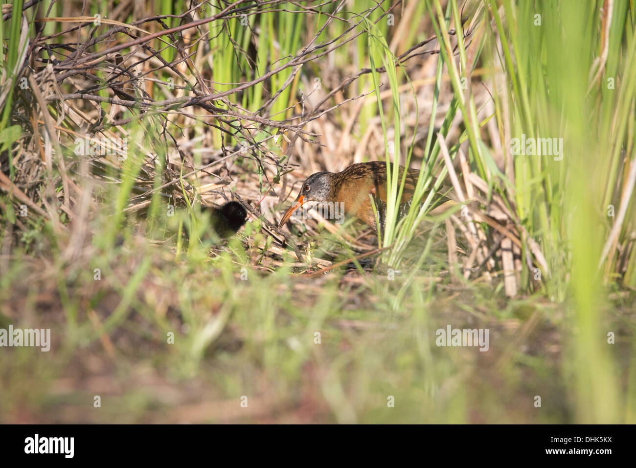 Rail hatchling hi-res stock photography and images - Alamy