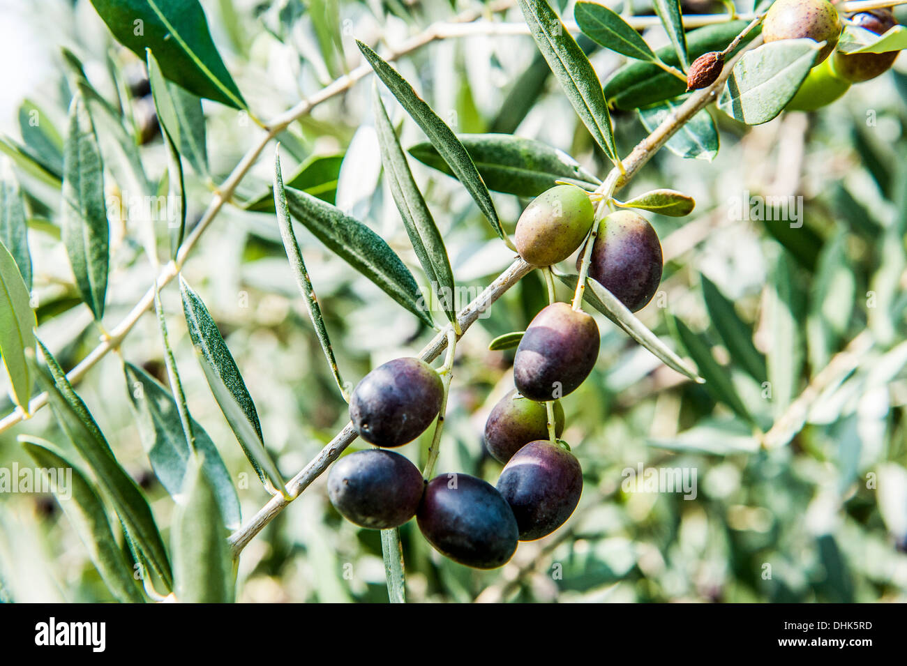 Olive tree with olive fruits, Lago di Garda, Province of Verona ...