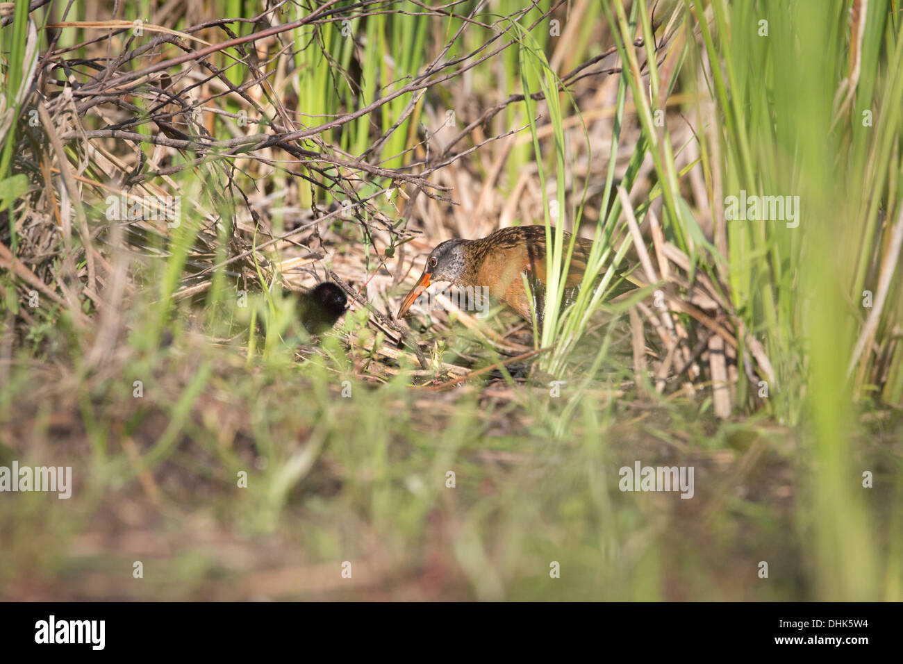 Virginia rail feeding chick Stock Photo - Alamy