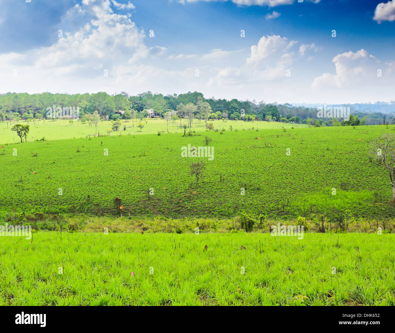 Field grass hi-res stock photography and images - Alamy