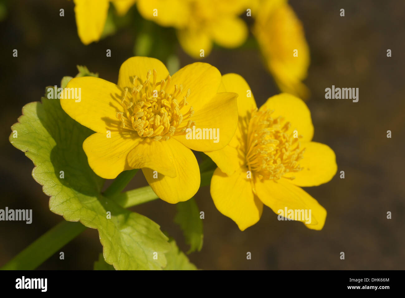 Kingcups High Resolution Stock Photography and Images - Alamy