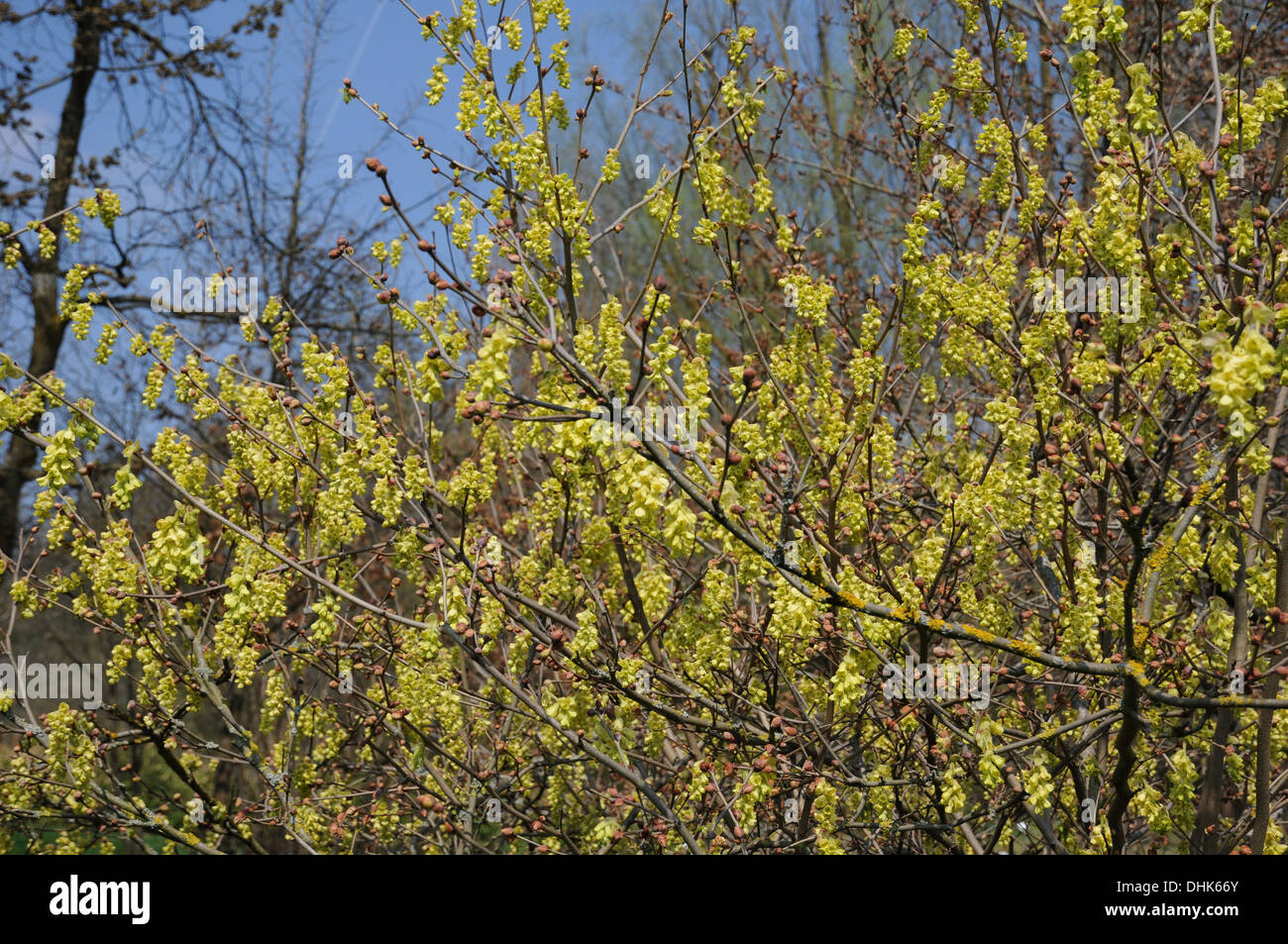 Winter hazel hi-res stock photography and images - Alamy