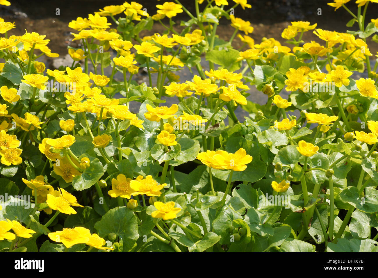 Kingcups hi-res stock photography and images - Alamy