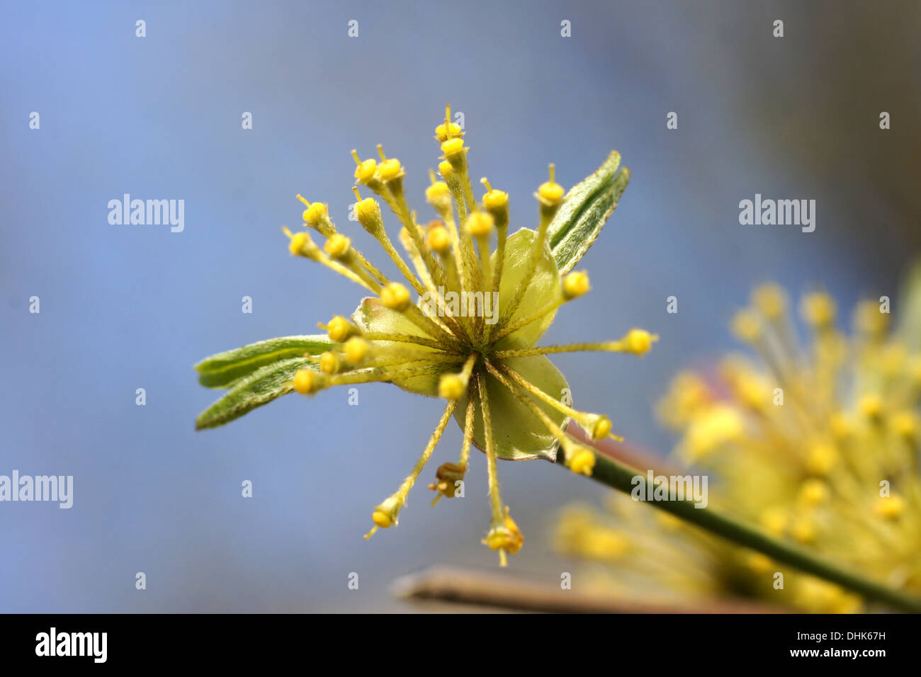 Kornelkirschen flowers hi-res stock photography and images - Alamy
