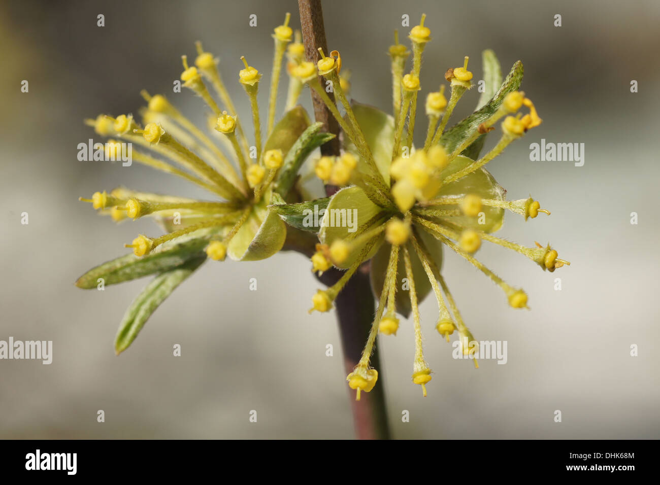 Kornelkirschen flowers hi-res stock photography and images - Alamy