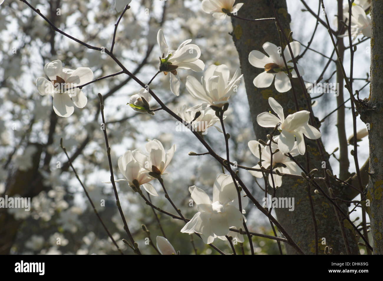 Magnolia tree hi hi-res stock photography and images - Alamy