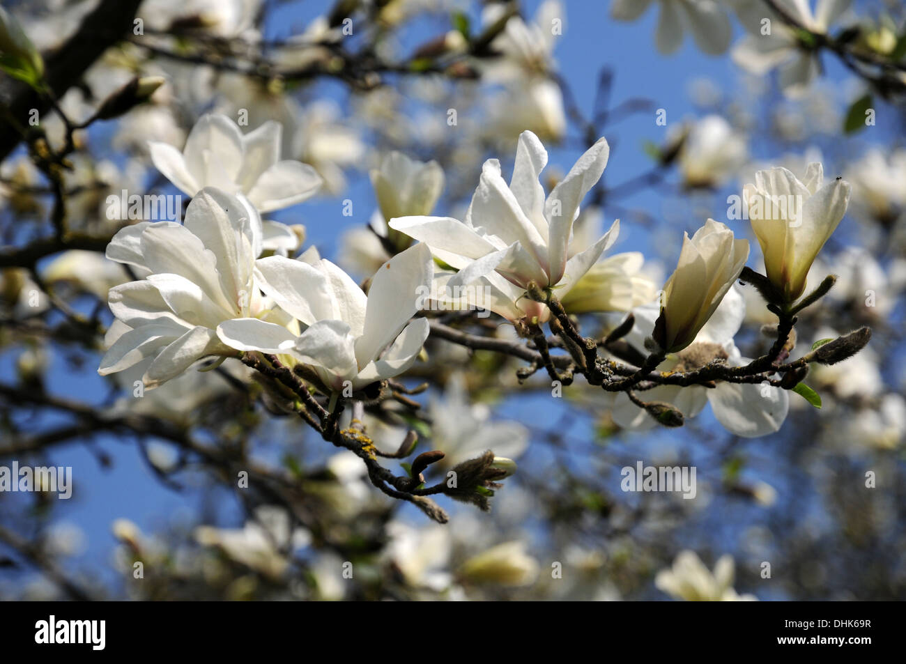 Magnolien strauch hi-res stock photography and images - Alamy