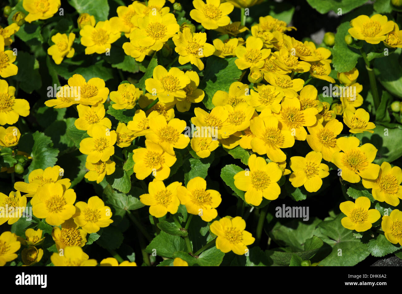 Kingcups hi-res stock photography and images - Alamy