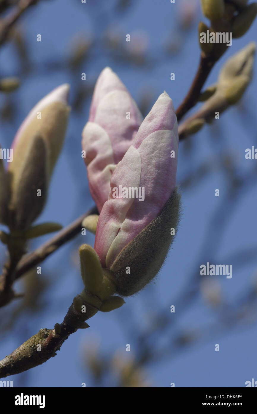 Magnolien strauch hi-res stock photography and images - Alamy