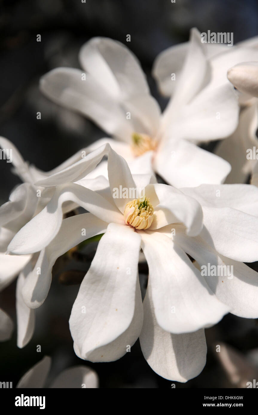 M stellata hi-res stock photography and images - Alamy