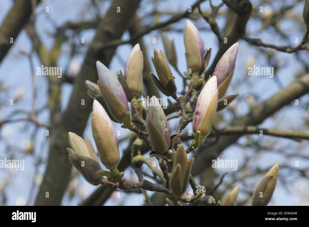 Magnolien strauch hi-res stock photography and images - Alamy