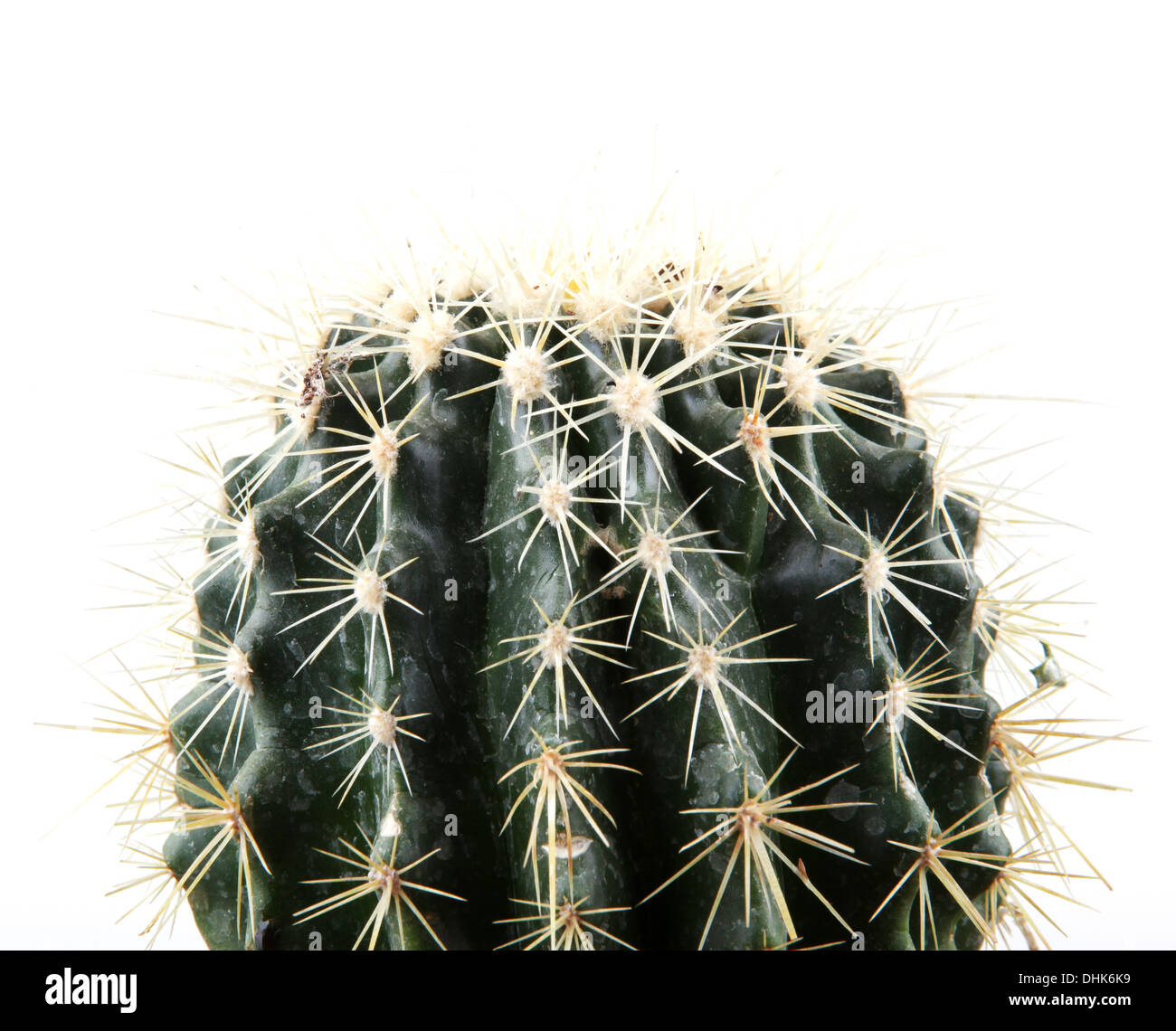 cactus isolated on white background Stock Photo - Alamy