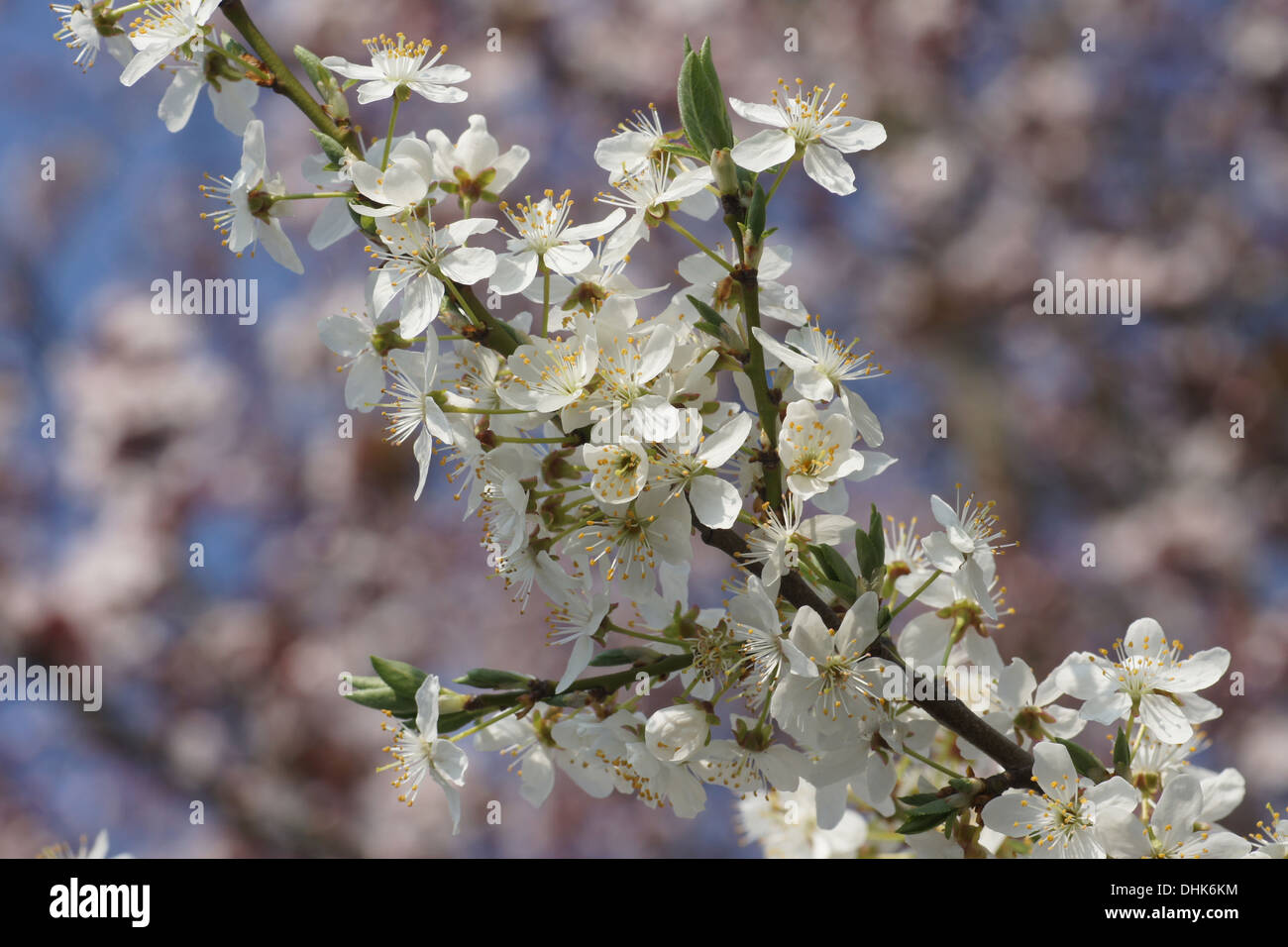 Kirschpflaumen hi-res stock photography and images - Alamy
