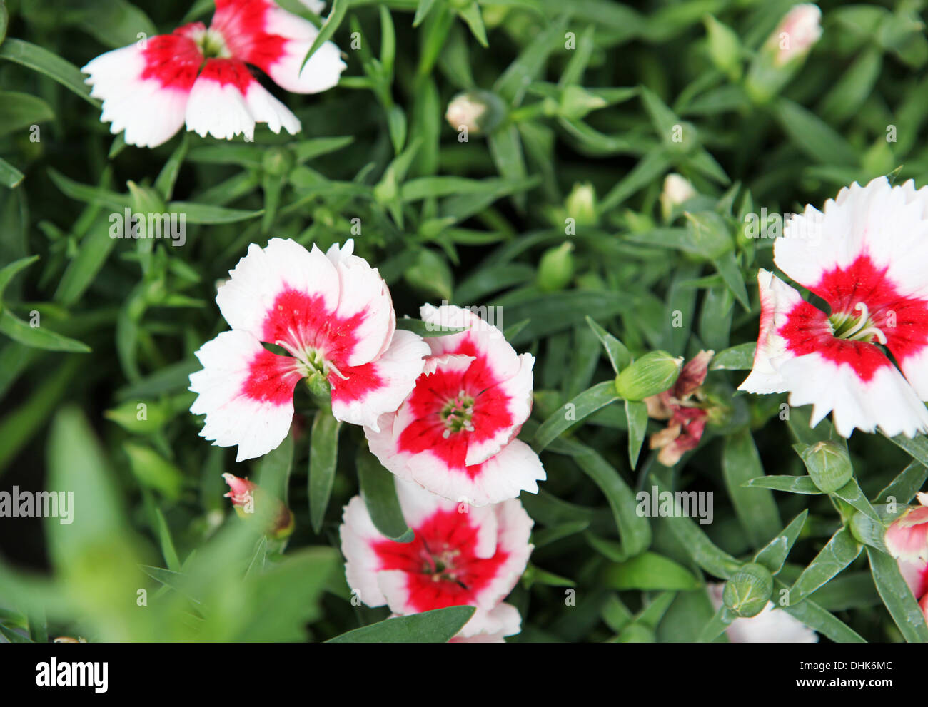 Camomil hi-res stock photography and images - Alamy