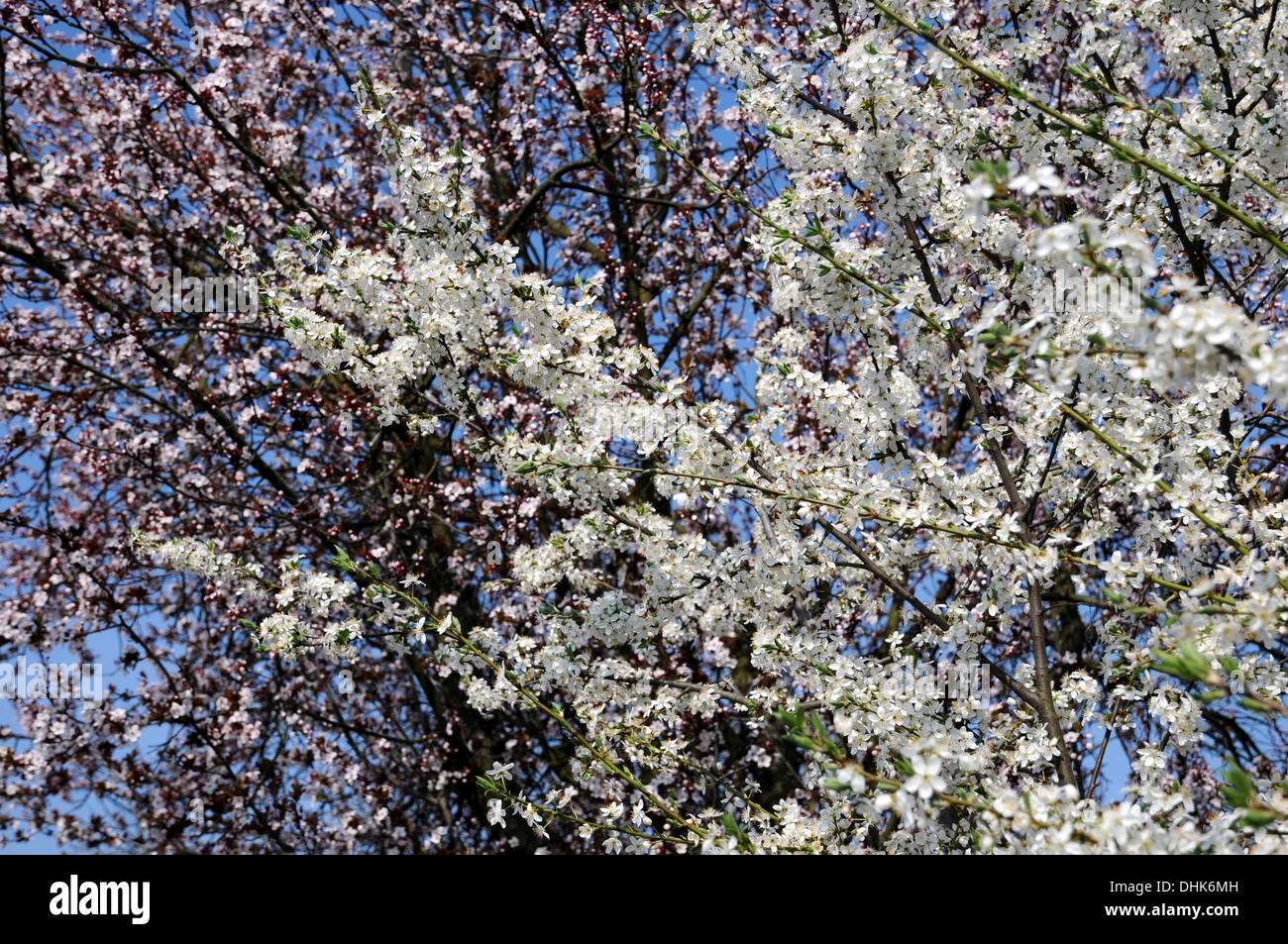 Kirschpflaumen hi-res stock photography and images - Alamy