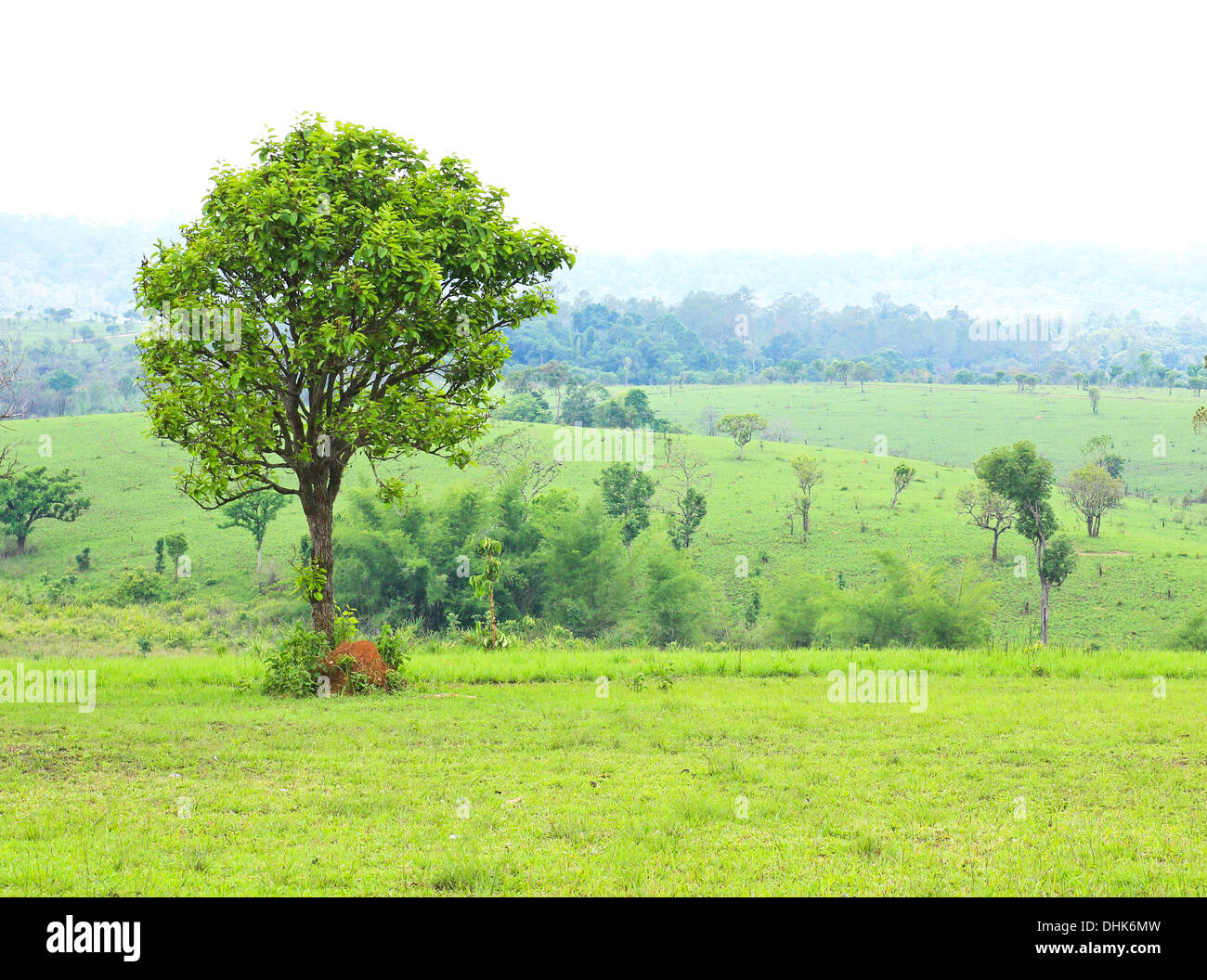 Field grass hi-res stock photography and images - Alamy