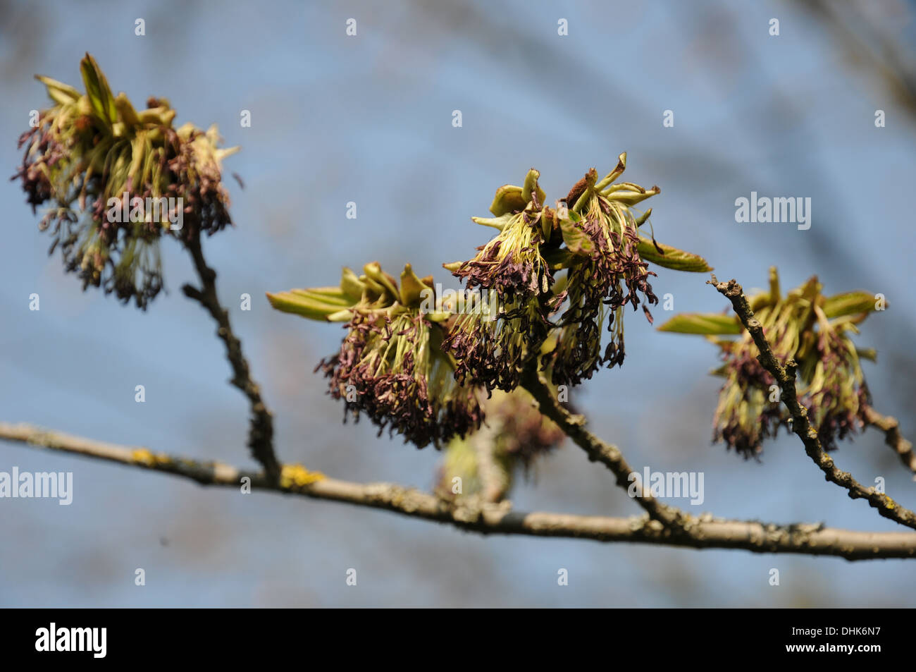 Ironwood Trees High Resolution Stock Photography and Images - Alamy