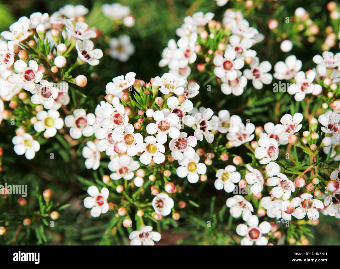 Medical flower images hi-res stock photography and images - Alamy
