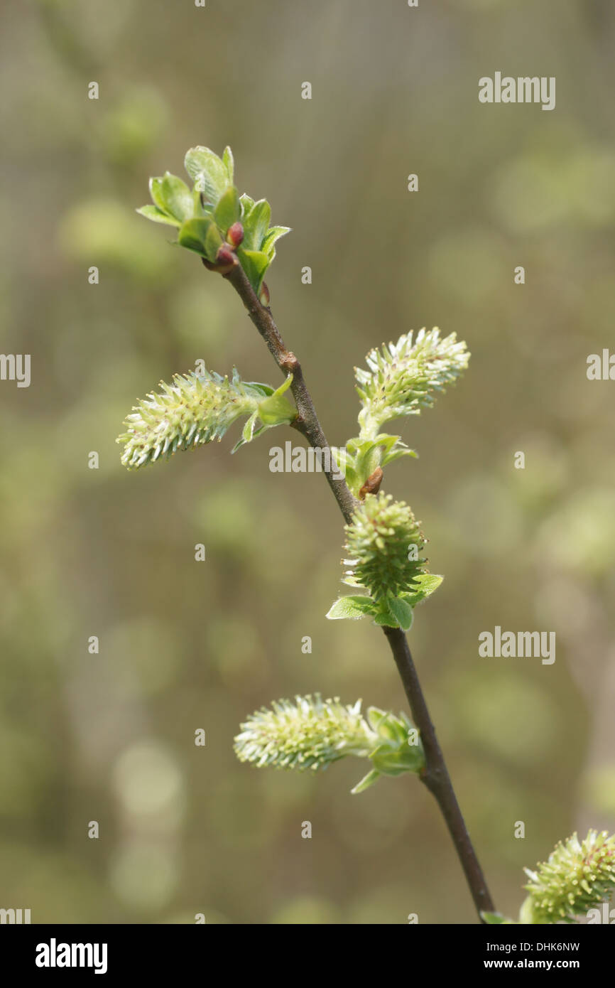 Ear willow hi-res stock photography and images - Alamy