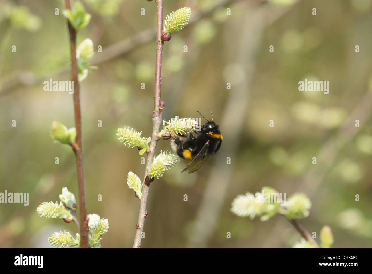Ear insects hi-res stock photography and images - Alamy