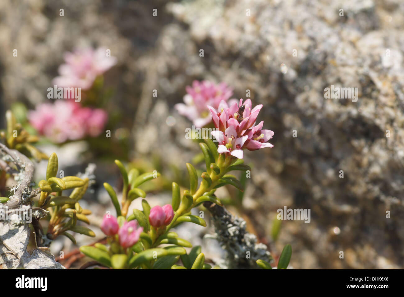 Alpine azalea hi-res stock photography and images - Alamy