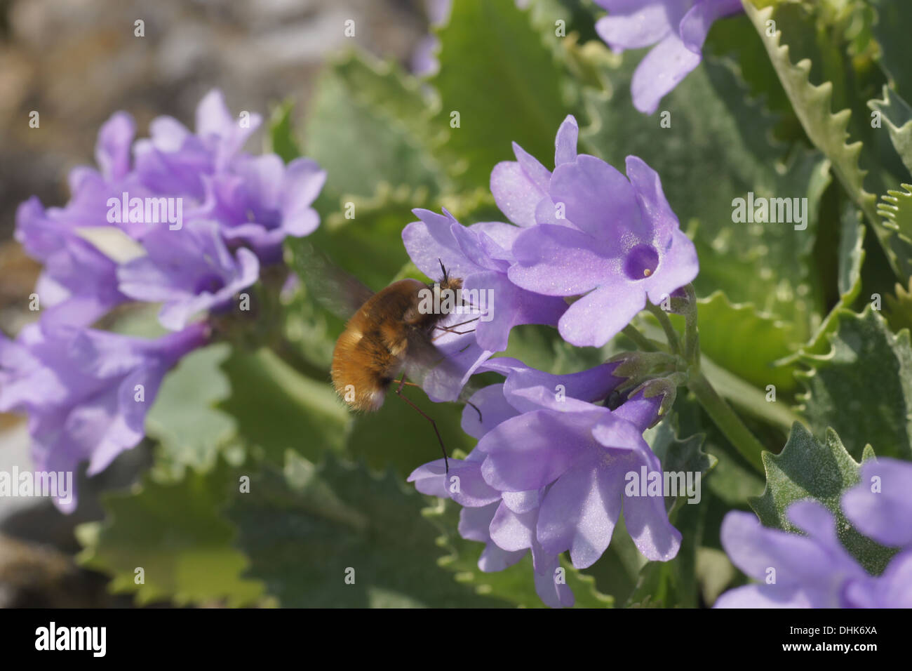 Primrose flower bee hi-res stock photography and images - Alamy