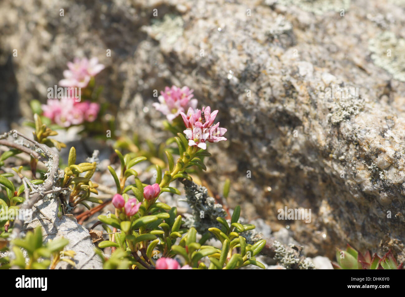 Azalea procumbens hi-res stock photography and images - Alamy