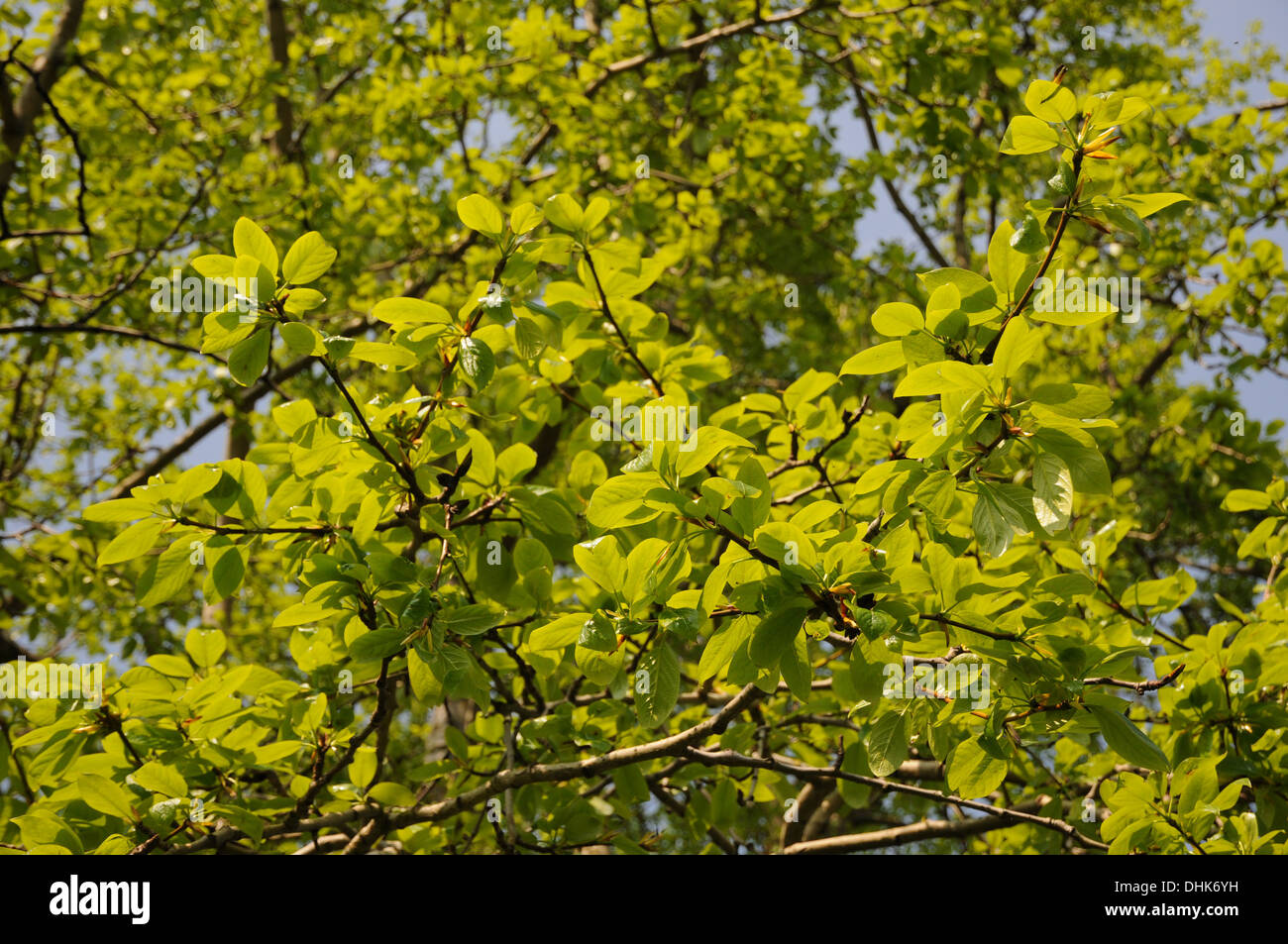 Korean poplar populus koreana hi-res stock photography and images - Alamy
