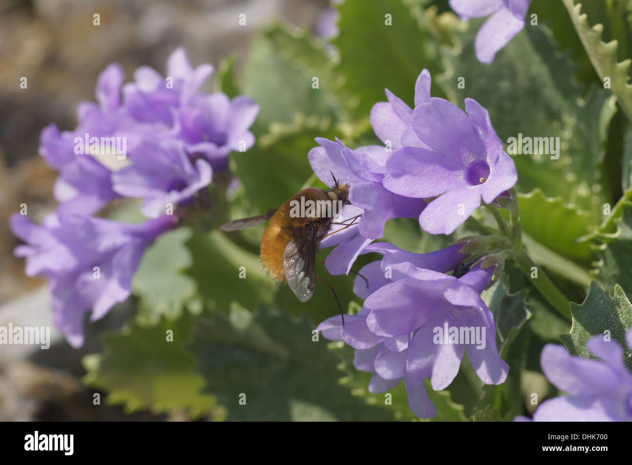 Bee primrose hi-res stock photography and images - Alamy