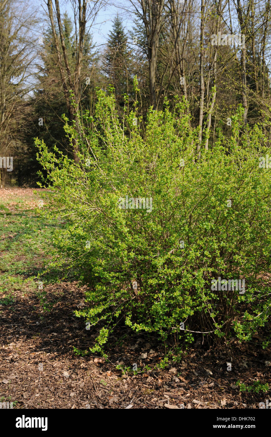 Alpine Currant High Resolution Stock Photography and Images - Alamy